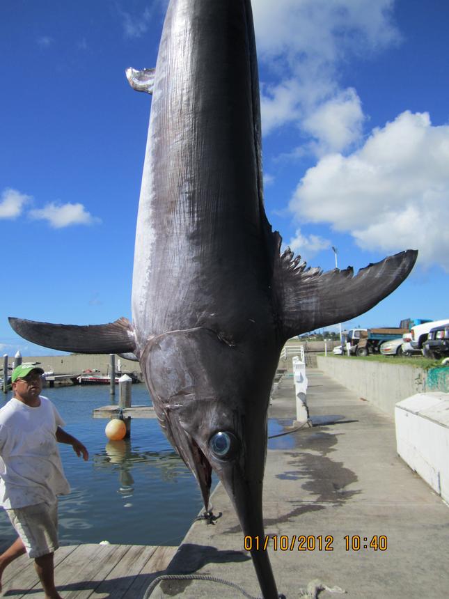 Giant Swordfish
