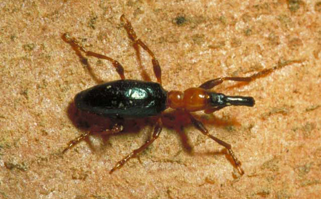 SKNVibes | Sweet potato pests on the prowl!