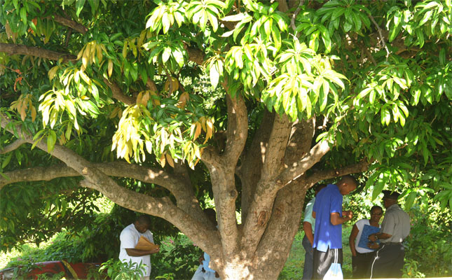 SKNVibes | Man discovered hanging from mango tree