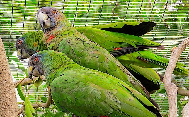 SKNVibes | BirdsCaribbean Welcomes Renewed Support for Dominica’s ...