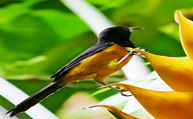 SKNVibes | Montserrat’s national bird featured on Cornell Lab website