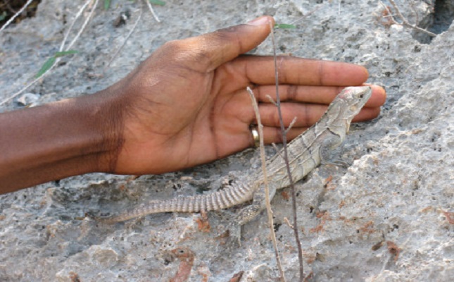 SKNVibes | New Wildlife Reserve in Haiti to Protect Critically ...