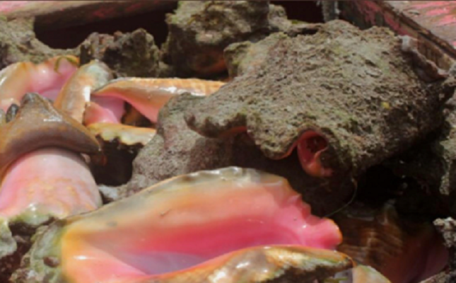 SKNVibes | FAO and CITES host workshop on fisheries legal frameworks ...